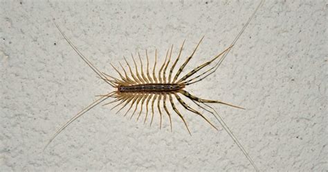 This Is Why You Should Never Kill House Centipedes
