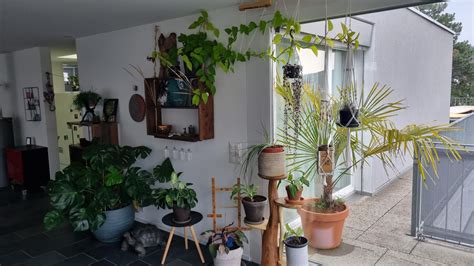 Need Help Lemon Lime Philo Or Neon Pothos Rhouseplants