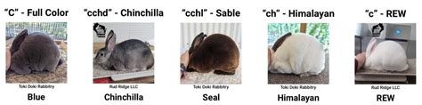 Rabbit Color Genetics Everbreed