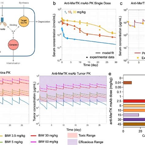 Two Compartment Bispecific Tmdd Pk Model For The Antimertk Pd L1 Download Scientific Diagram