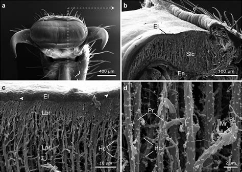 Sem Images Showing The Arolium Of G Portentosa Metatarsus The Download Scientific Diagram