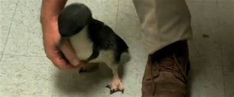 Adorable Penguin Gets Tickled And Squeals Full Video