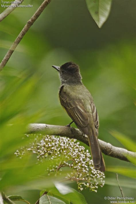 Dusky Capped Flycatcher Myiarchus Tuberculifer Dipe65817