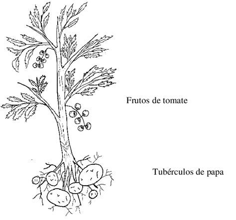 Tomates Y Papas En Una Misma Planta Download Scientific Diagram