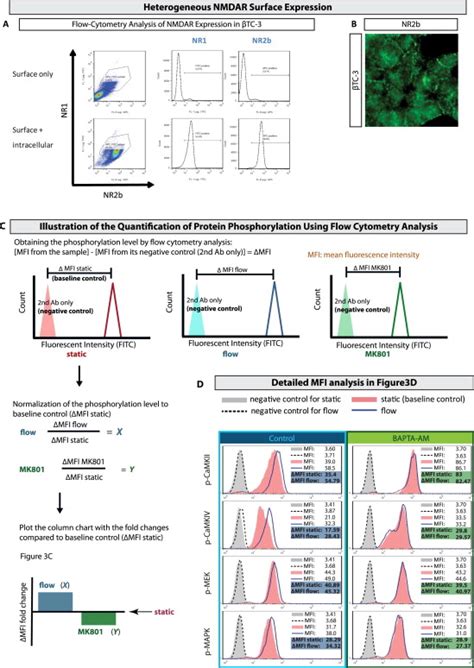 Hijacking The Neuronal Nmdar Signaling Circuit To Promote Tumor Growth And Invasion Cell