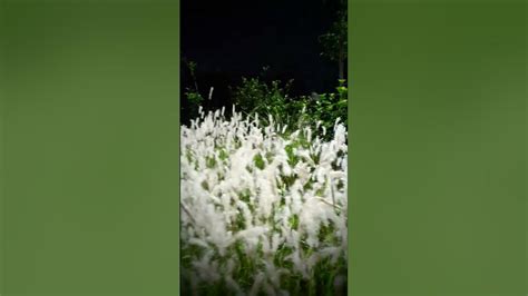 Beauty And The Ground Nit Silchar Youtube