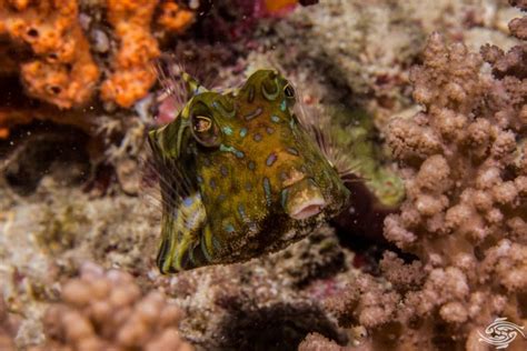 Thornback Cowfish Facts And Photographs Seaunseen