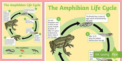Amphibian Life Cycle Display Poster Teacher Made Twinkl