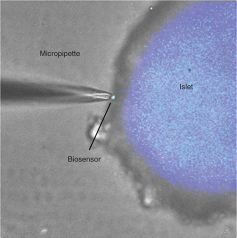 Biosensor Cell Approacha Biosensor Cell Is Brought Next To A Human
