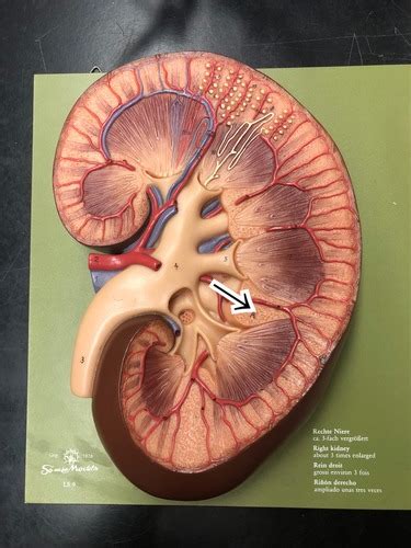 Anatomy Lab Exam 3 Flashcards Quizlet