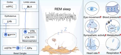 睡眠里的 战斗力”：rem睡眠如何帮助我们应对压力？ 深港脑科学创新研究院
