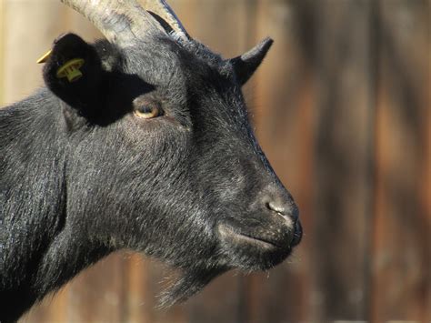 Ziege Hörner Bart Kostenloses Foto Auf Pixabay Pixabay