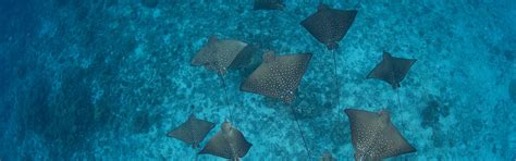 Coral Substrate And Rugosity Wiseoceans