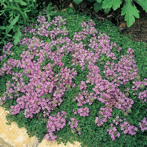 Thymus Serpyllum Wilde Tijm Creeping Thyme Ook Leuk Tussen