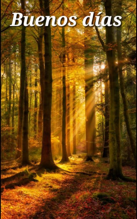Buenos Días En El Bosque Frases Bonitas De Reflexion Feliz