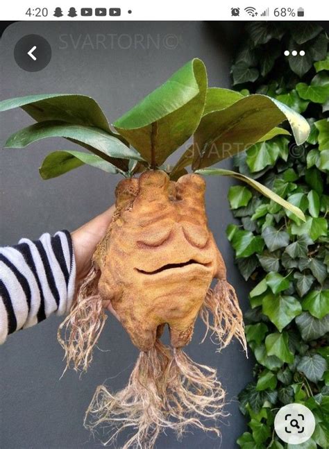 What Do You Do With Mandrake Uses For Mandrake Root Artofit