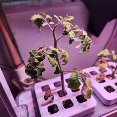 Tiny Tim Tomato Leaves Yellowing R Hydroponics