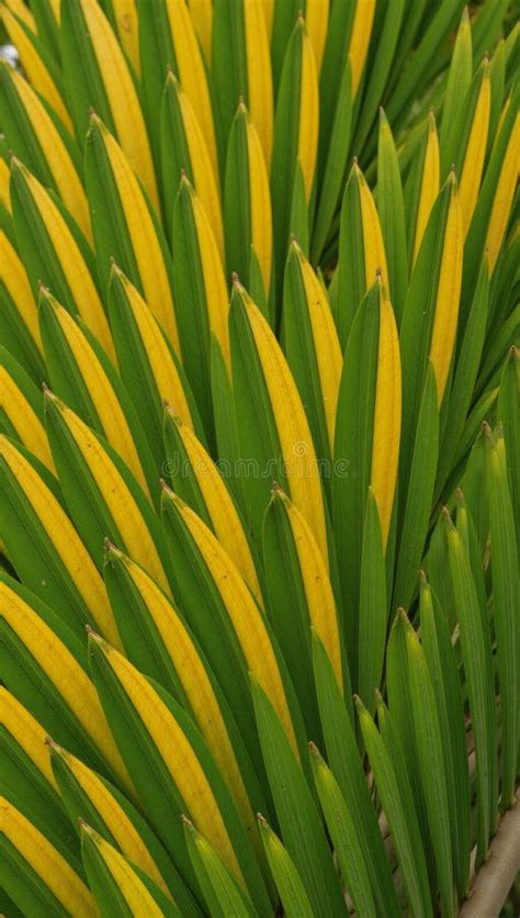 Overlapping Shadevaried Palm Leaf Pattern Replicates A Moving Palm Tree