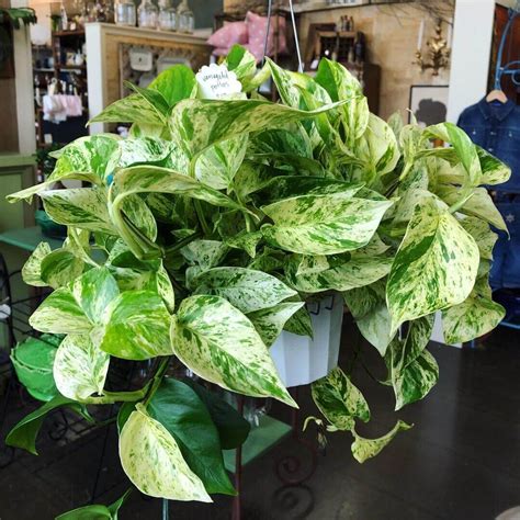 Marble Queen Pothos Golden Pothos Whats The Difference 41 Off