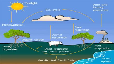 A Simple Diagram Of Parts Of The Carbon Cycle Emphasizing The
