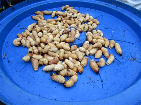 Snack Anyone In English We Call Appointment Congo Facebook