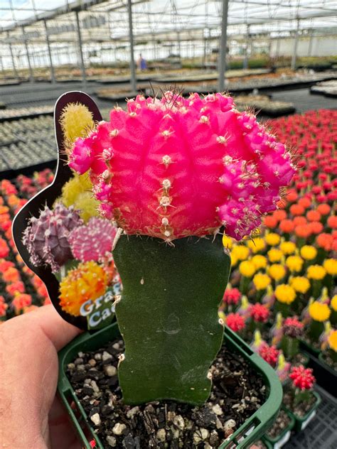 Grafted Cactus Pink Collectors Online