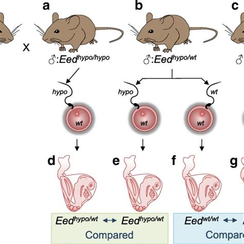 Breeding And Experimental Plan To Assess Epigenetic Inheritance