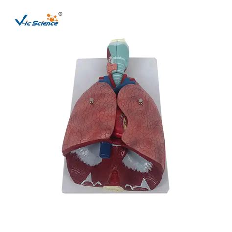 Human Respiratory System Model Lung Anatomy Model With Larynx 7 Parts