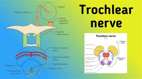 Trochlear Nerve Cranial Nerve 4 Pathway Nerve Lesion Youtube