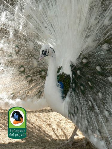 Faisanes Del Mundo Pavo Azul Pavo Cristatus
