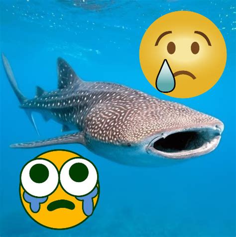 Whale Shark Detector Tumblr Blog Tumgik