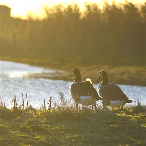 Frampton Marsh Walk Three Visit Lincolnshire