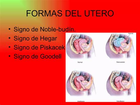 Etapas Del Embarazo