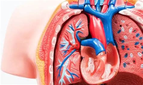 New Embolic Protection Device Promising In Providing Embolic Protection