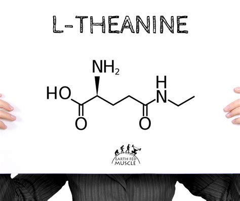 L Theanine What Does It Do And How Does It Work Earth Fed Muscle