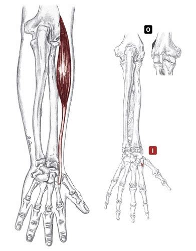Muscles Of Forearm Extensor Group Flashcards Quizlet