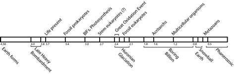 A Reasonable But Speculative Time Line