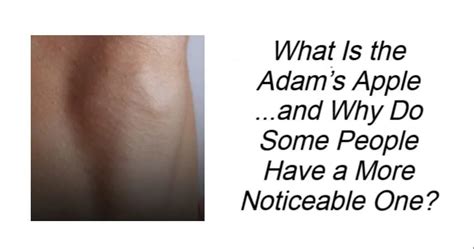 What Is The Adams Apple