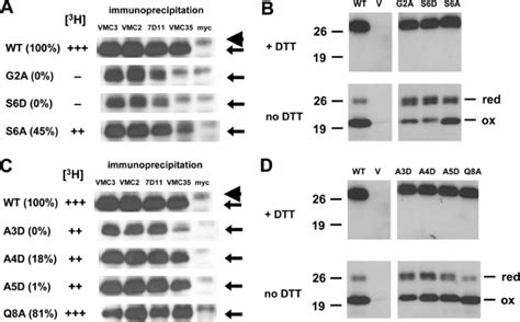 Mutations In The Myristoylation Motif A And B And Other Conserved Download Scientific Diagram