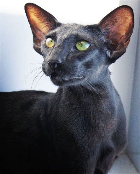 Vampire Cat Cat Reference Cat Training Black Oriental Cat