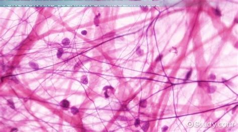 Anatomy Histology Practical Diagram Quizlet