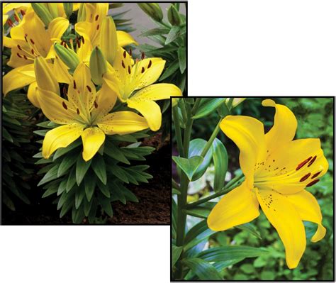 Golden Matrix Lily Hinsdale Nurseries Welcome To Hinsdale Nurseries