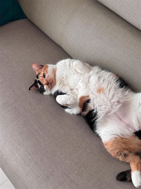 作為三花家長，看到一則虐🔪三花的文章，真的受不了，平常很少在轉發負面文章，但希望大家看完我家梅西的可愛睡相，可以一起幫忙找出兇手。 （連結🔗在一樓）