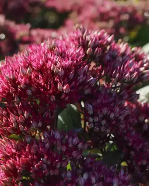 Hohe Fetthenne Sedum Class Act
