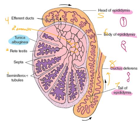 Male Reproduction Terms Biology Flashcards For Study Flashcards Quizlet