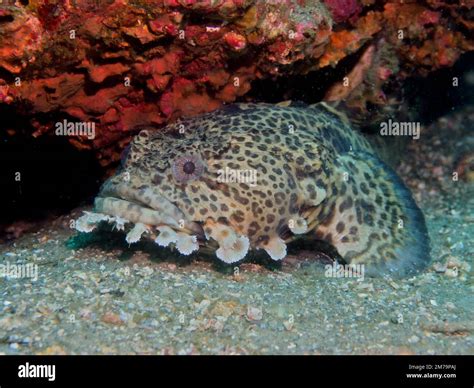 Gulf Toadfish Opsanus Beta Toadfish Dive Site Amber Jack Destin