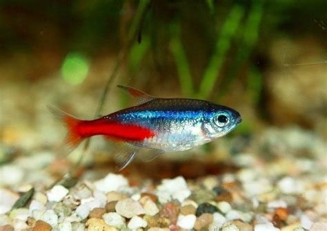 6 Best Foods For Neon Tetras 2025 Reviews And Top Picks Hepper Pet