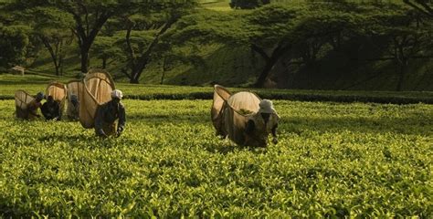 Tea Production Expected To Go Down In Malawi Malawi 24 Latest News From Malawi