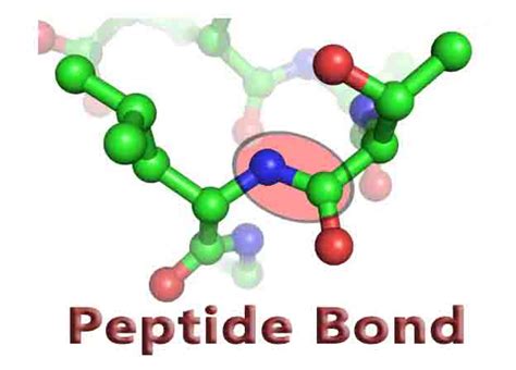 Peptide Bond