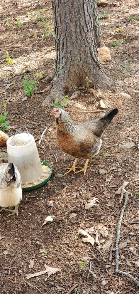 Fuzzy Butt Album On Imgur